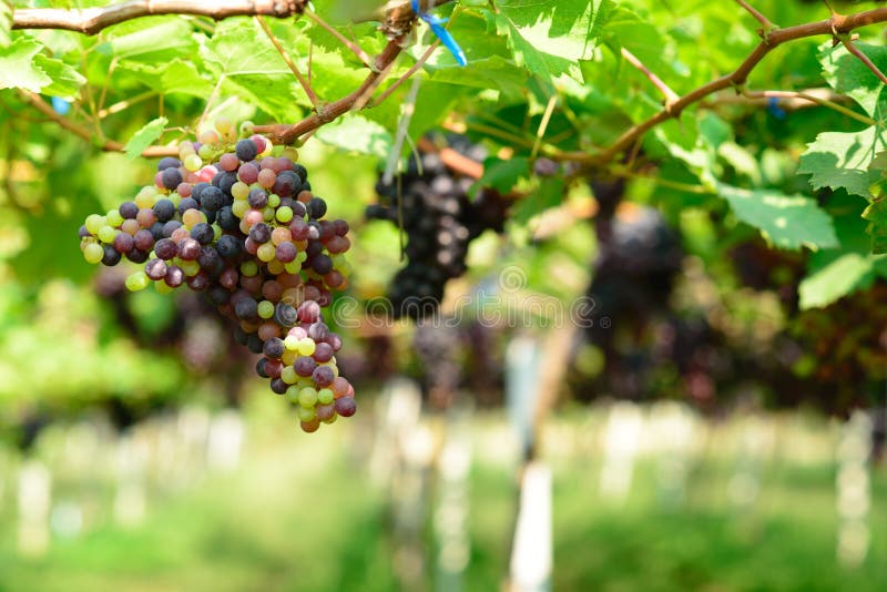 Traube auf dem Baum stockbild. Bild von rebe, landwirtschaft - 38572959