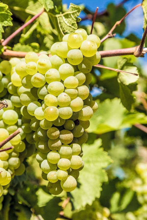 Reben Auf Der Mosel Bei Bernkastel-Kues Stockfoto - Bild von weinberg ...