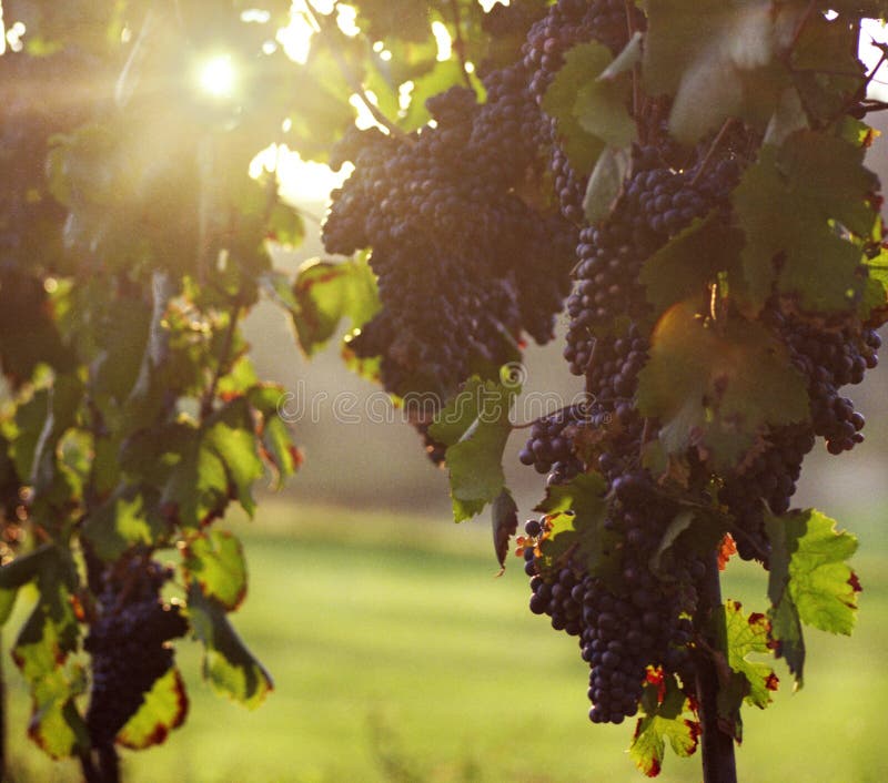 Traube auf Rebe stockbild. Bild von horizontal, italienisch - 15676795