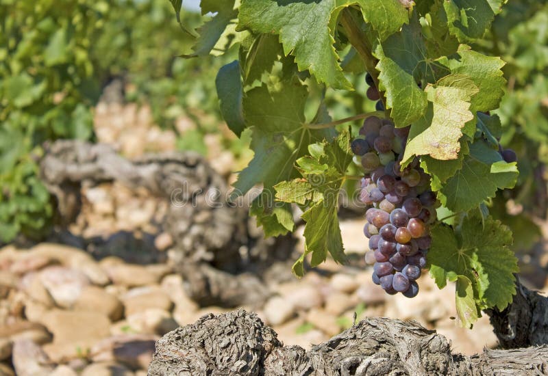 Traube Im Weinberg. Provence. Stockbild - Bild von braun, feld: 27306055