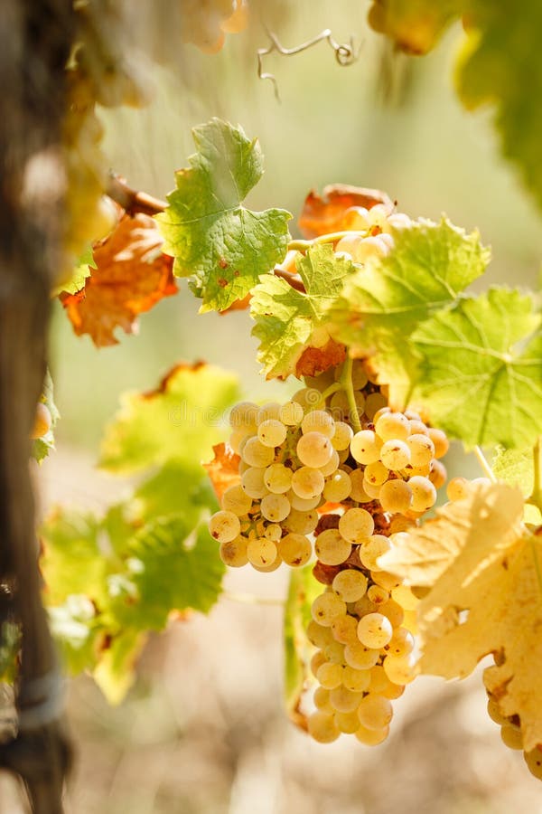Traube Riesling U. X28; Wein Grape& X29; Im Weinberg Stockbild - Bild ...