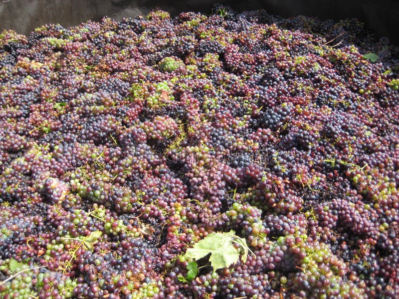 Traube Stampfen Saftsammlungskrug Stockbild - Bild von vorbereitung ...