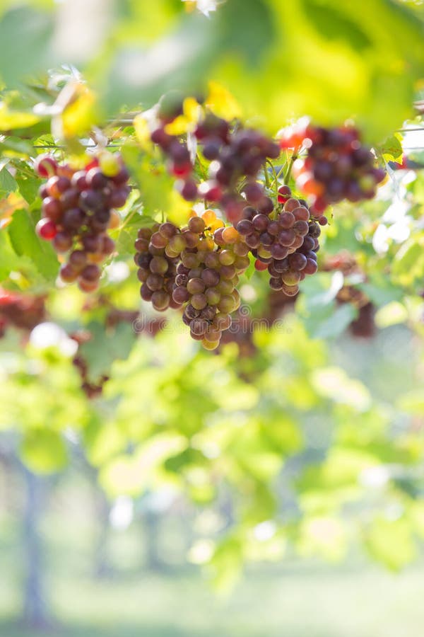 Traube, Weinberg stockfoto. Bild von betrieb, wein, frisch - 93411350