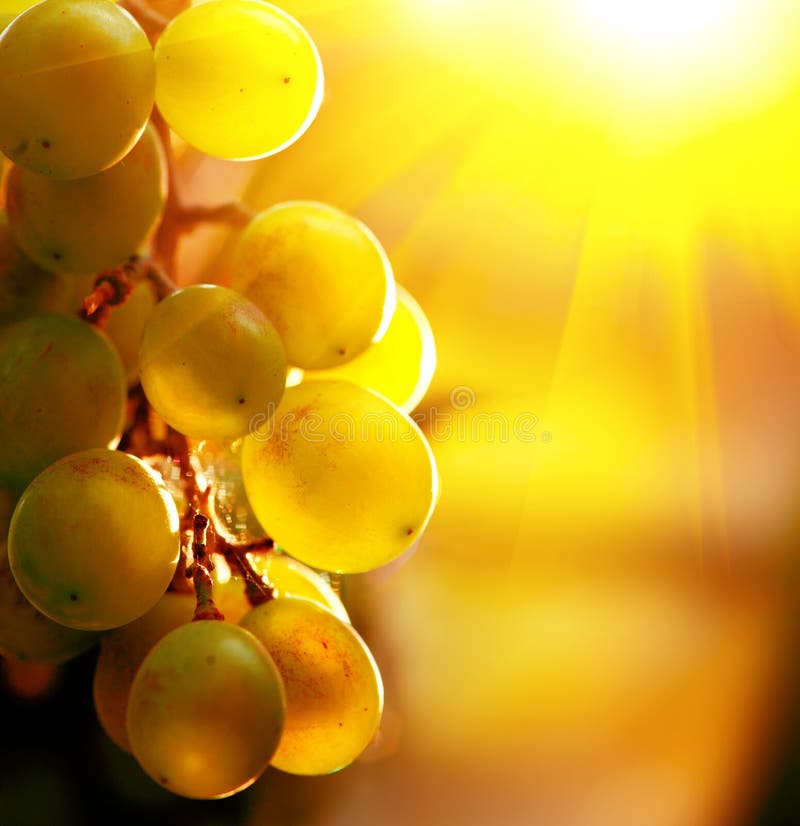 Traube Weintraube Auf Weinstock Stockfoto - Bild von betrieb, zweig ...