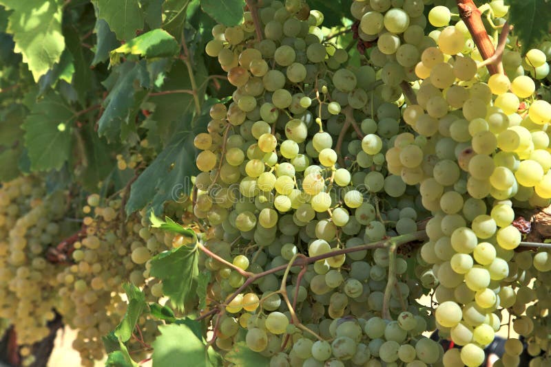 Trauben stockfoto. Bild von nave, nahaufnahme, hintergrund - 26022286