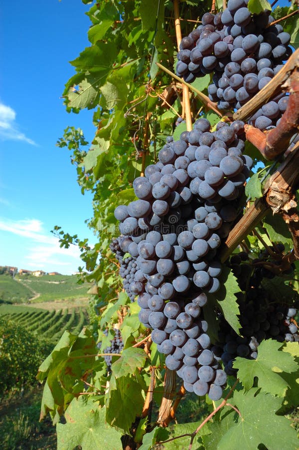 Rote Trauben in Weinberge stockbild. Bild von sonderkommando - 12162495