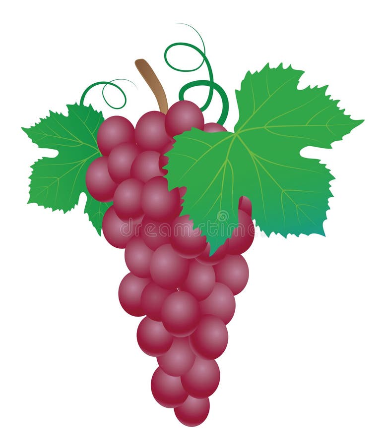 Weintraube vektor abbildung. Illustration von trauben - 33962185