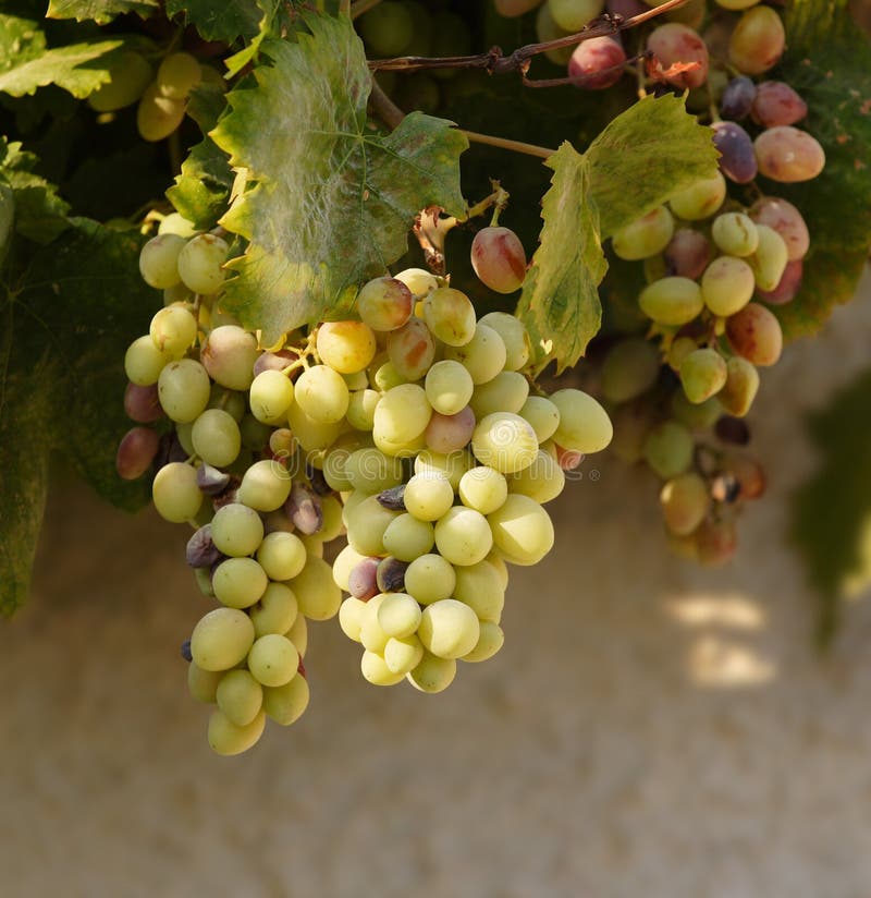 Trauben auf der Rebe stockbild. Bild von sonne, weinstöcke - 1229557