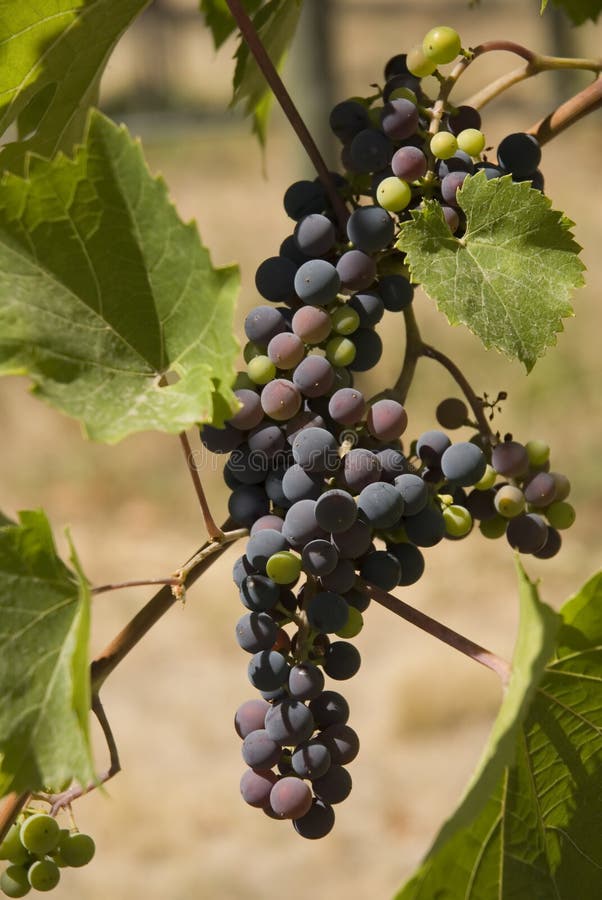 Trauben auf der Rebe stockbild. Bild von senke, chardonnay - 1306671