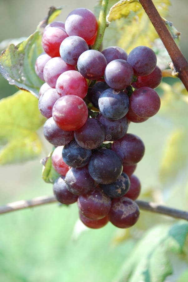 Trauben auf der Rebe stockbild. Bild von organisch, reben - 3285507