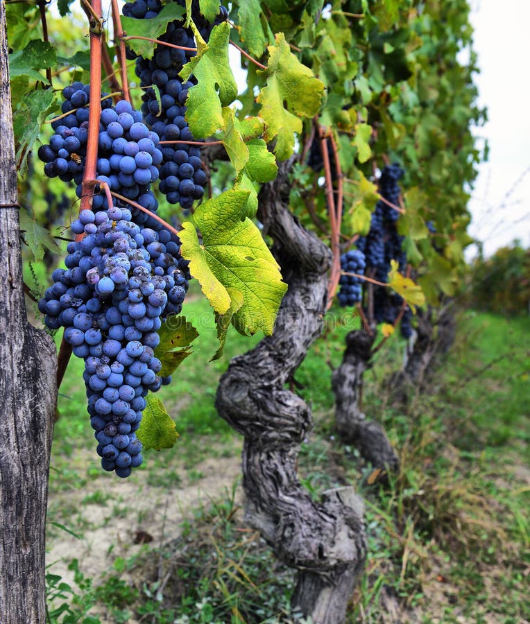 Trauben auf der Rebe stockbild. Bild von traube, bauernhof - 33915511