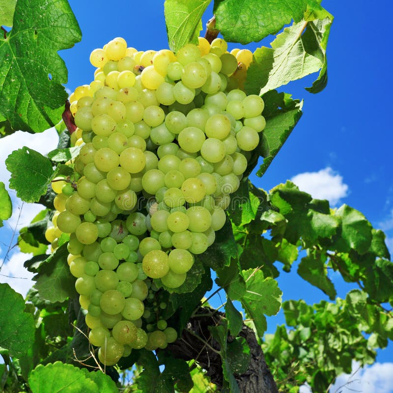 Traube Weintraube Auf Weinstock Stockfoto - Bild von traube, weinstock ...