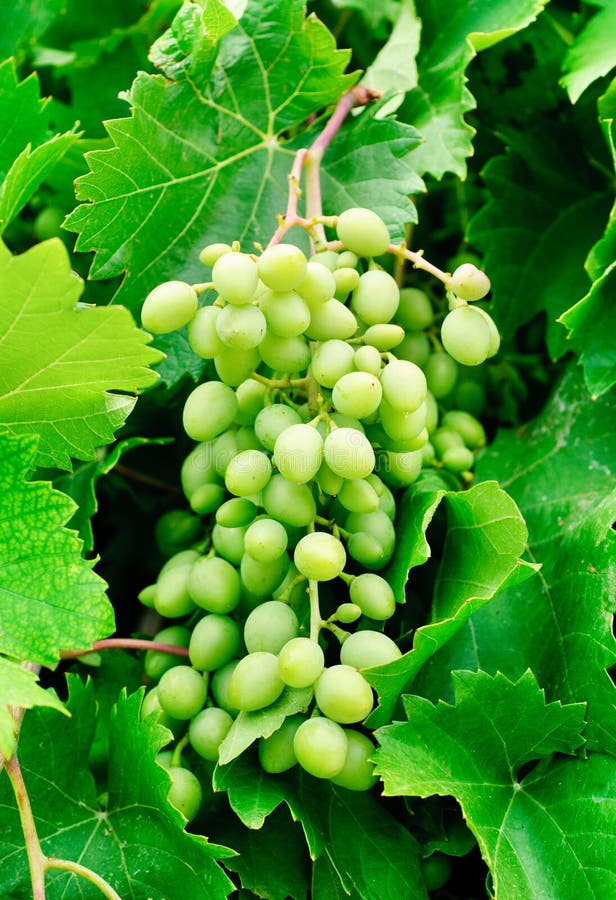 Eng Reife, Reife, Weiße Trauben Für Die Weinbereitung Traubenernte Im ...