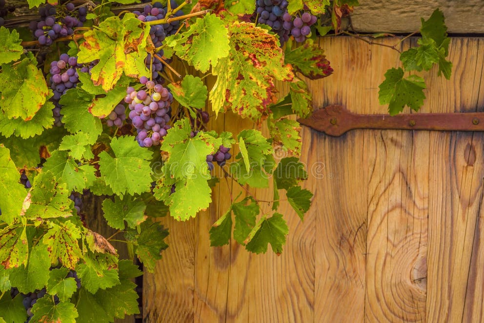 Trauben auf ihren Reben stockbild. Bild von stein, früchte - 78244695