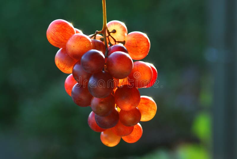 Trauben auf Rebe stockbild. Bild von bedeutung, prall - 4790817