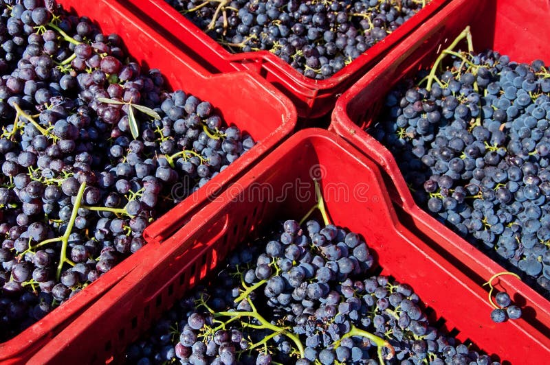 Trauben Betriebsbereit Zum Wein Stockfoto - Bild von landwirtschaft ...