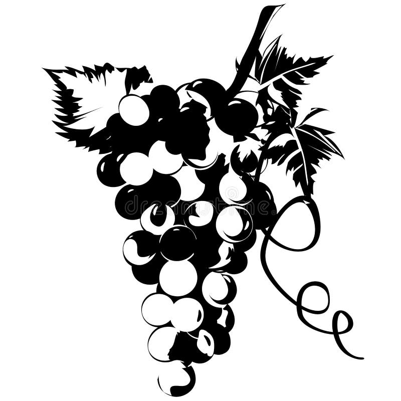 Reben Trauben Stock Illustrationen, Vektors, & Klipart – (561 Stock ...