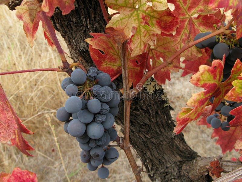 Traubenernte stockbild. Bild von weinberg, jahreszeit - 21409275