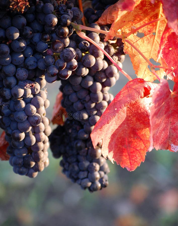 Trauben-Ernte stockbild. Bild von weinstock, leuchte, blätter - 3828467