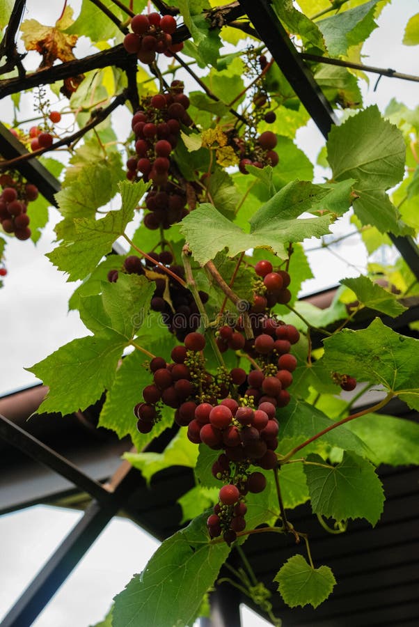 Trauben im Garten stockbild. Bild von weinberg, rebe - 180301773