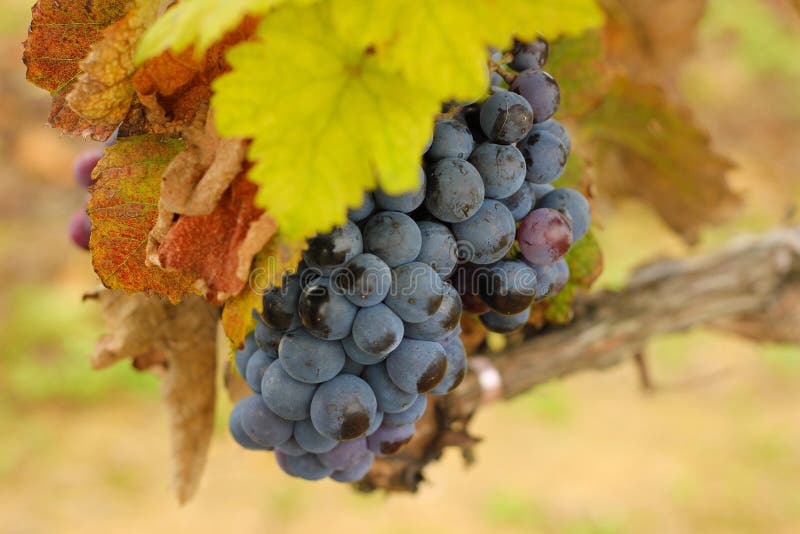 Trauben Im Weinberg, Herbst, Suedbaden, Deutschland Stockbild - Bild ...