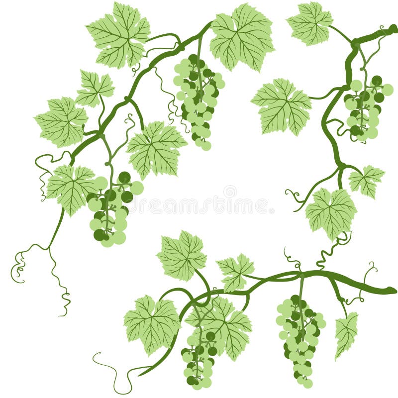 Trauben-Rebe stock abbildung. Illustration von abbildung - 12945091