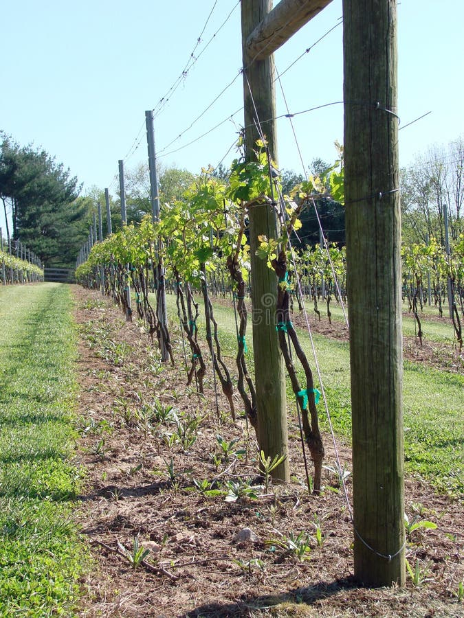 Trauben-Reben stockfoto. Bild von land, gerade, gras - 14208162