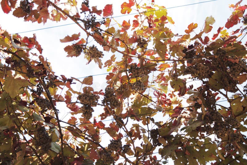 Trauben am Sonnigen Tag Der Rebe Stockbild - Bild von bunt, wachstum ...