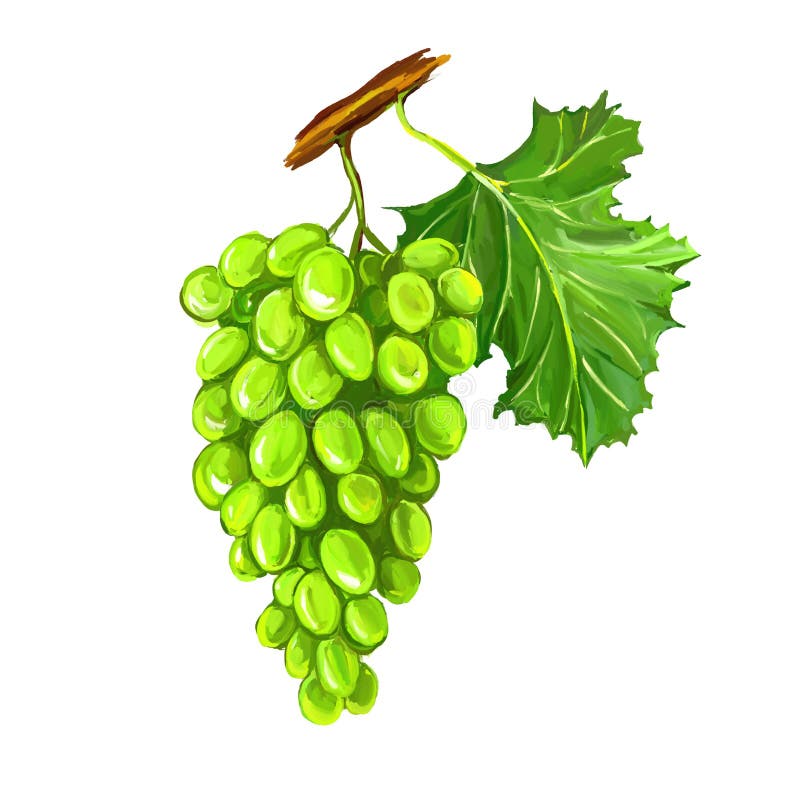 Weinrebe, Weinberg, Traube, Realistische Skizze Der ...