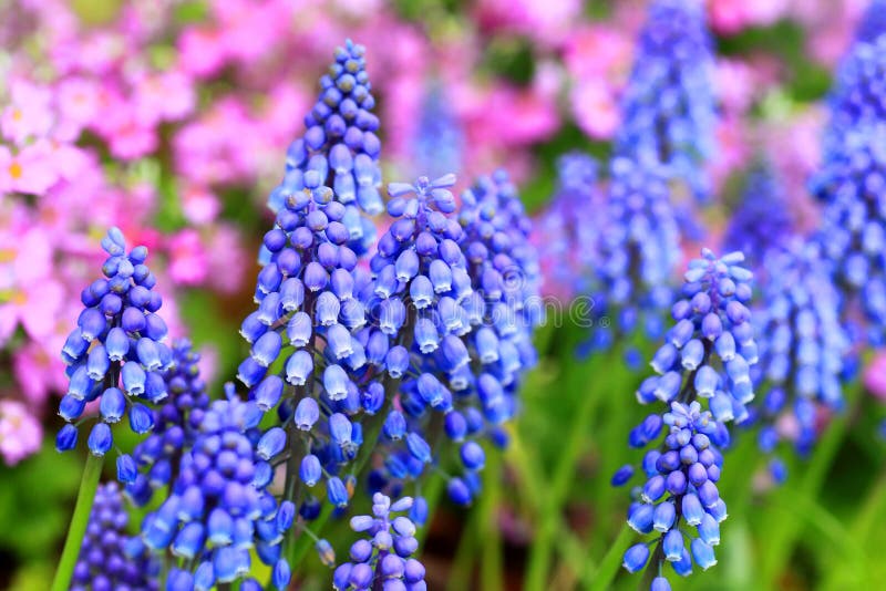 Blaue Blume, Trauben-Hyazinthe, Muscari Racemosum Stockbild - Bild von ...