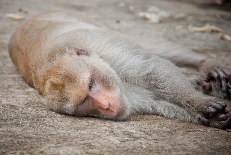 Trauriger Affe stockbild. Bild von faul, beklagen, wildnis - 33542635