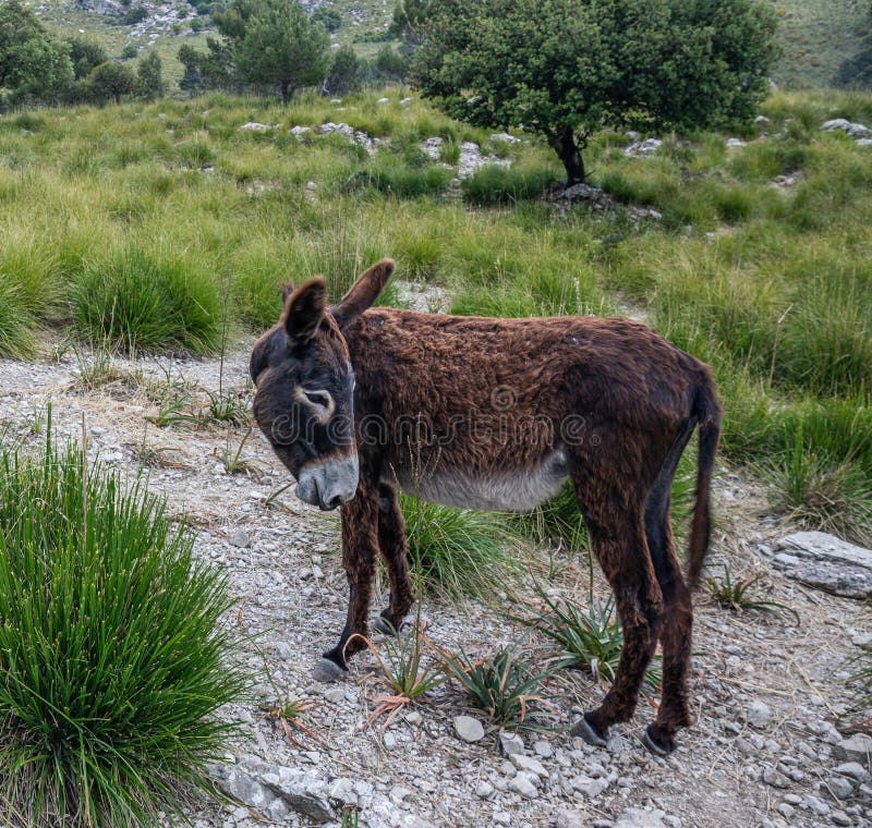 Trauriger Esel. stockfoto. Bild von haar, berg, dorf - 173995778
