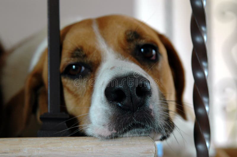 Einsamer Hund stockbild. Bild von tier, wartezeit, traurig - 12923753