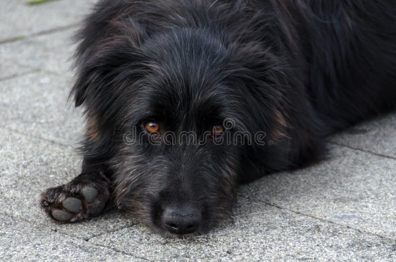 Trauriger Hund stockfoto. Bild von hund, traurig, traurigkeit - 28699614