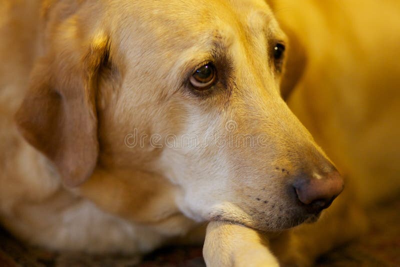 Trauriger Hund stockbild. Bild von pelz, lügen, krank - 26540565