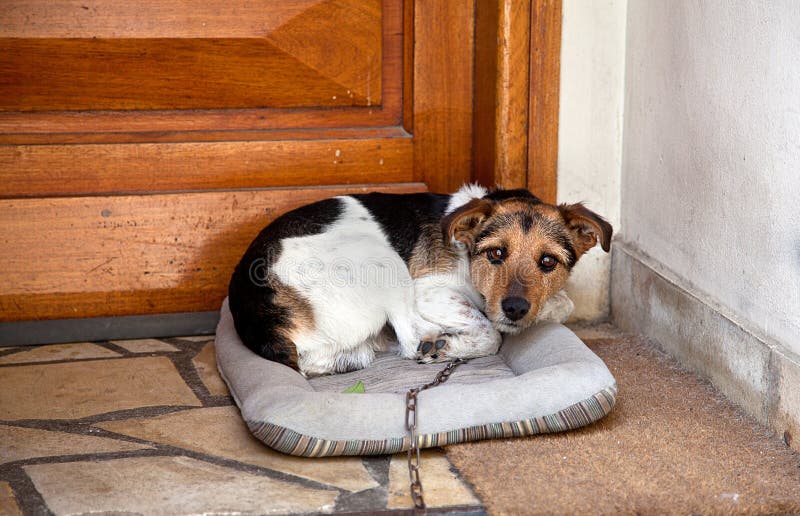 Trauriger Hund stockbild. Bild von unglücklich, schwarzes - 34469979