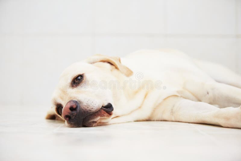 Trauriges Labrador Archivbilder - Abgabe des Download-117 geben Fotos frei