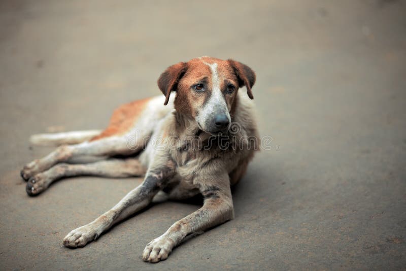Trauriger Hund stockbild. Bild von tiefstand, einsamkeit - 50309257