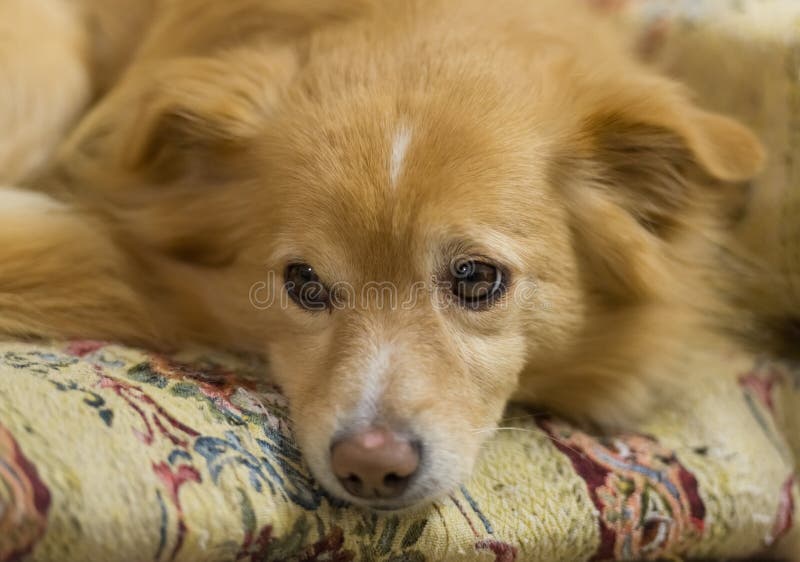 Trauriger Hund stockfoto. Bild von braun, haustier, tier - 51332942