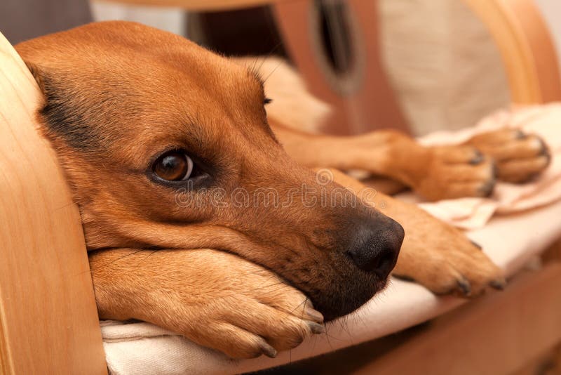 Kleiner trauriger Hund stockfoto. Bild von lüge, nett - 12319062