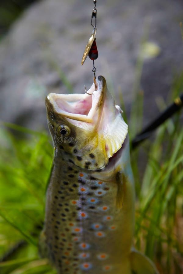 Truta muito grande foto de stock. Imagem de troféu, lago - 113696