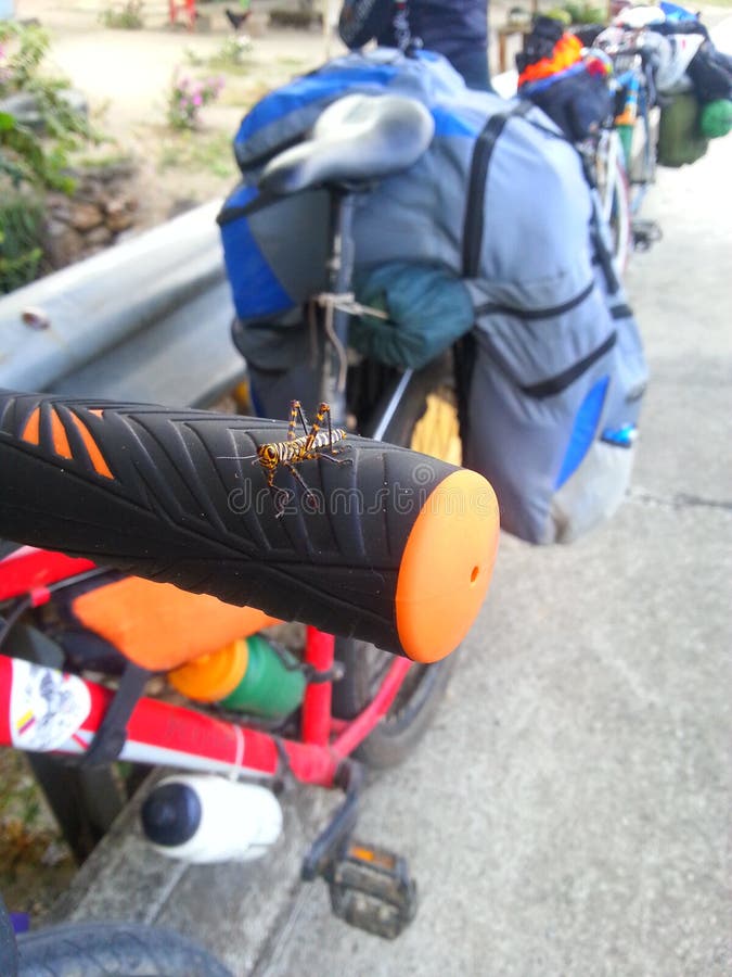 Insect biker stock image. Image of pannier, biker, bike - 105532899