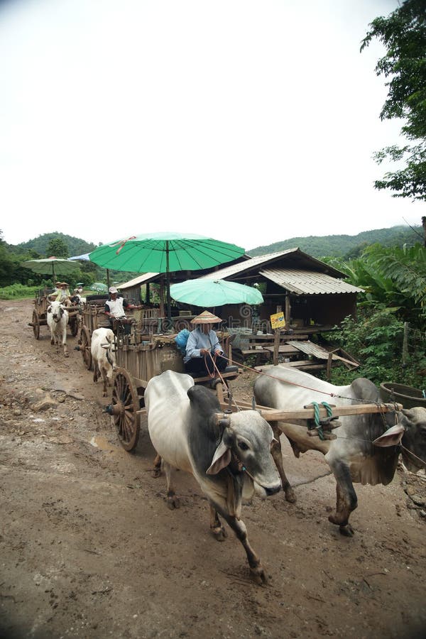 Travel editorial stock photo. Image of push, livestock - 82440773