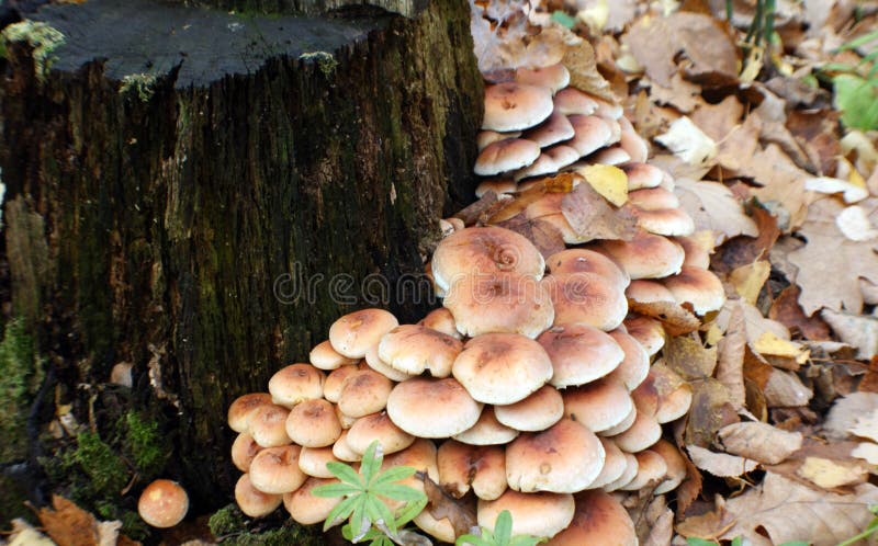 Travel through the Beautiful Corners of Nature Stock Image - Image of ...