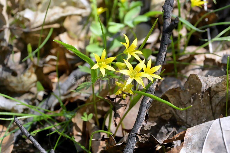 Travel through the Beautiful Corners of Nature Stock Image - Image of ...