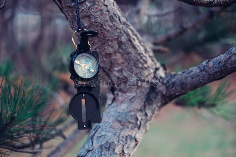 Travel compass on tree stock photo. Image of compass - 68423182