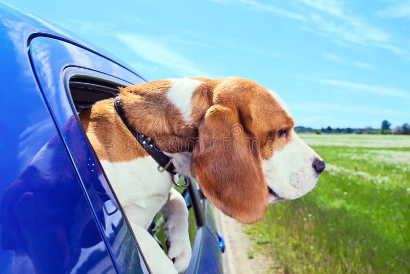 Travel stock image. Image of horizon, country, hound - 31956305
