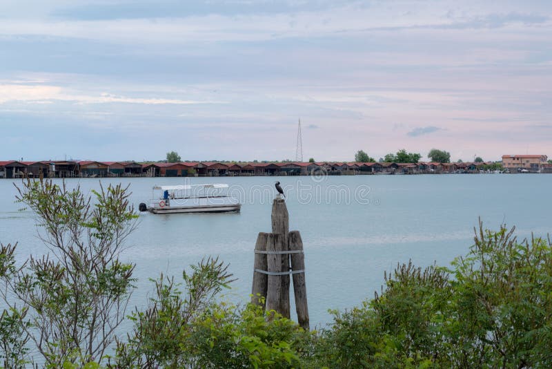 Travel on Delta Del Po River Stock Image - Image of delta, animal ...