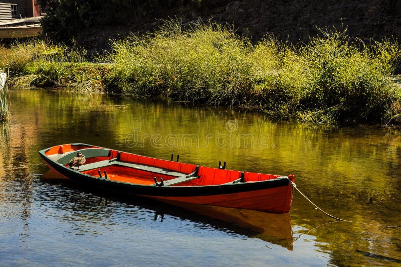 Travel ducks in stock photo. Image of january, summer - 70403354