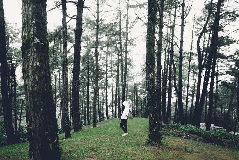 Travel in the Jungle Dark and Cold Tree Stock Image - Image of soil ...